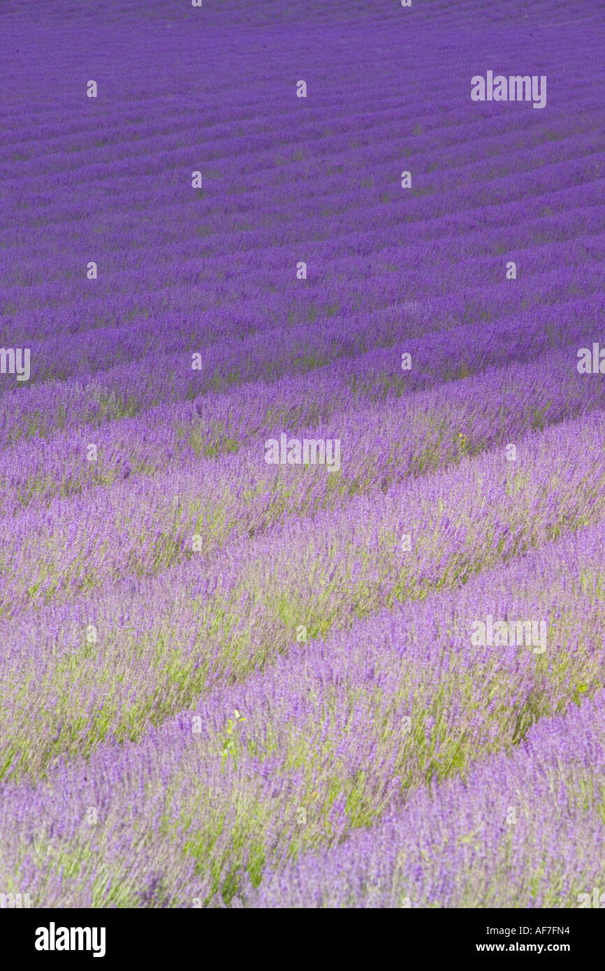 Lavender fields at lullingstone Kent Stock Photo - Alamy