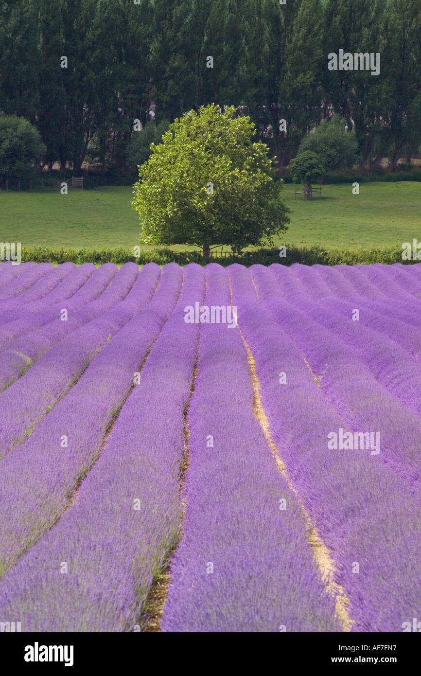 Lavender fields at lullingstone Kent Stock Photo - Alamy