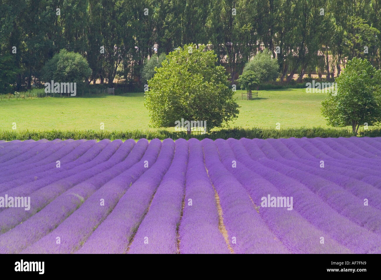 Commercial lavender growing hi-res stock photography and images - Alamy