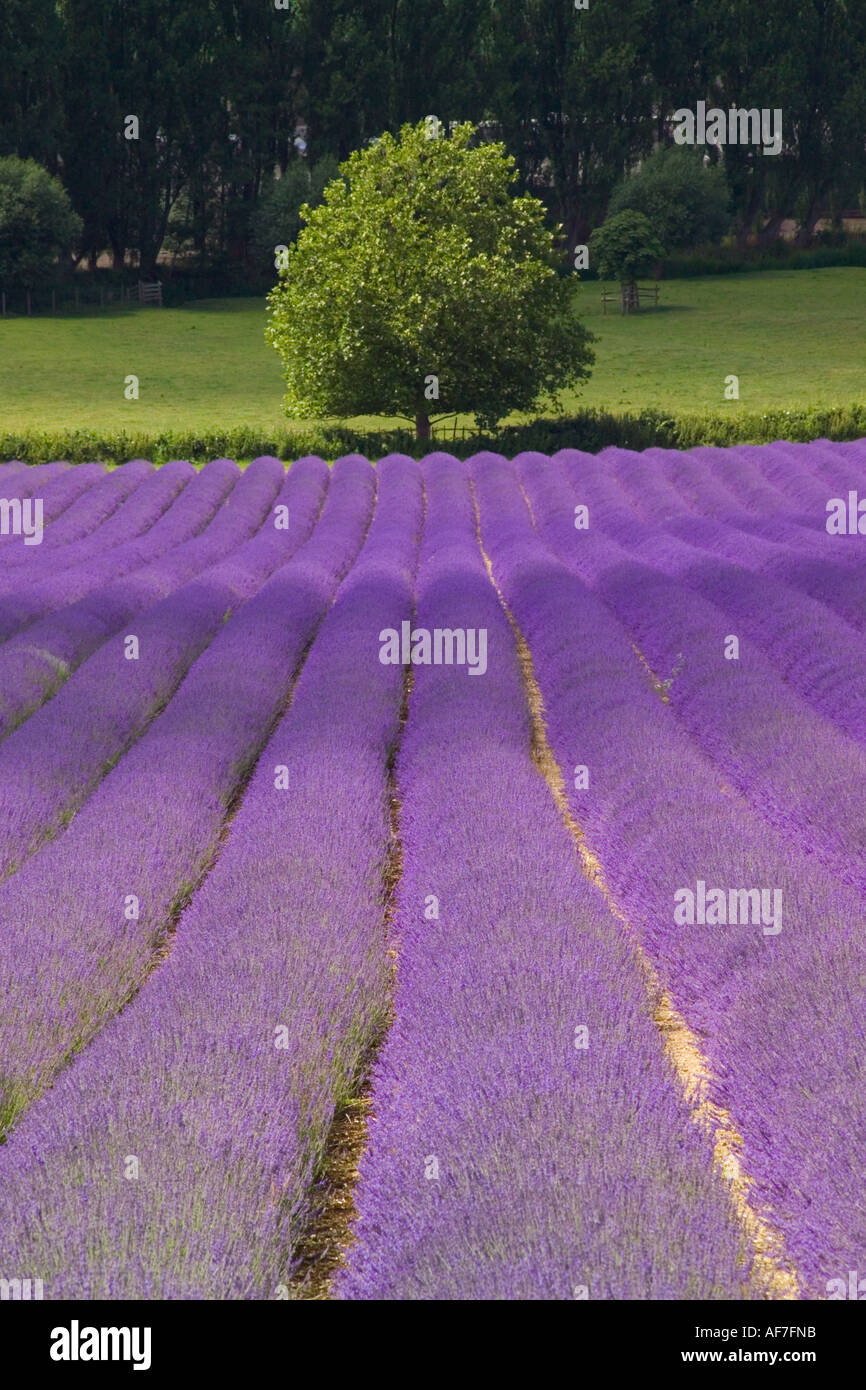 Lavender fields at lullingstone Kent Stock Photo - Alamy
