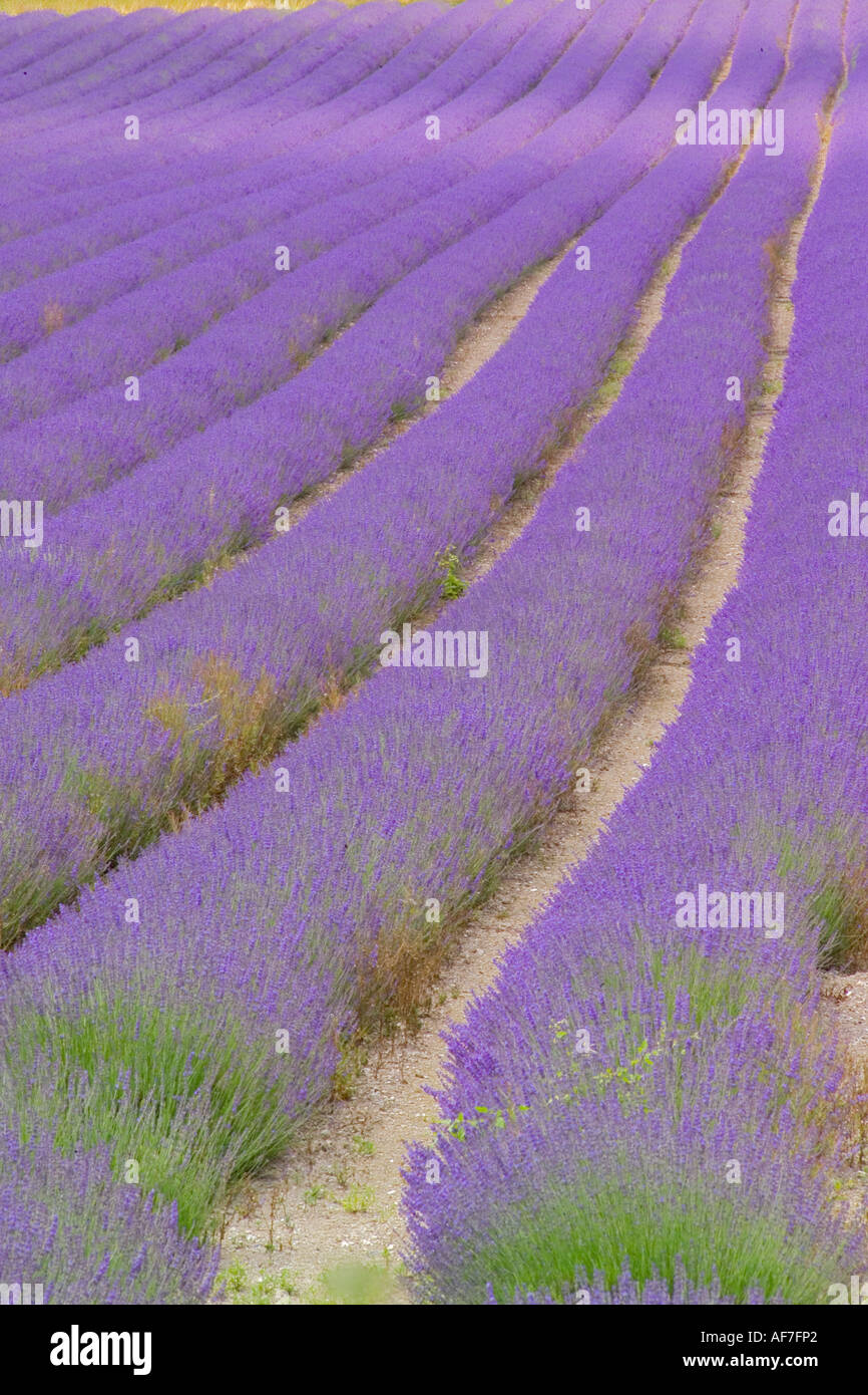 Lavender fields at lullingstone Kent Stock Photo - Alamy