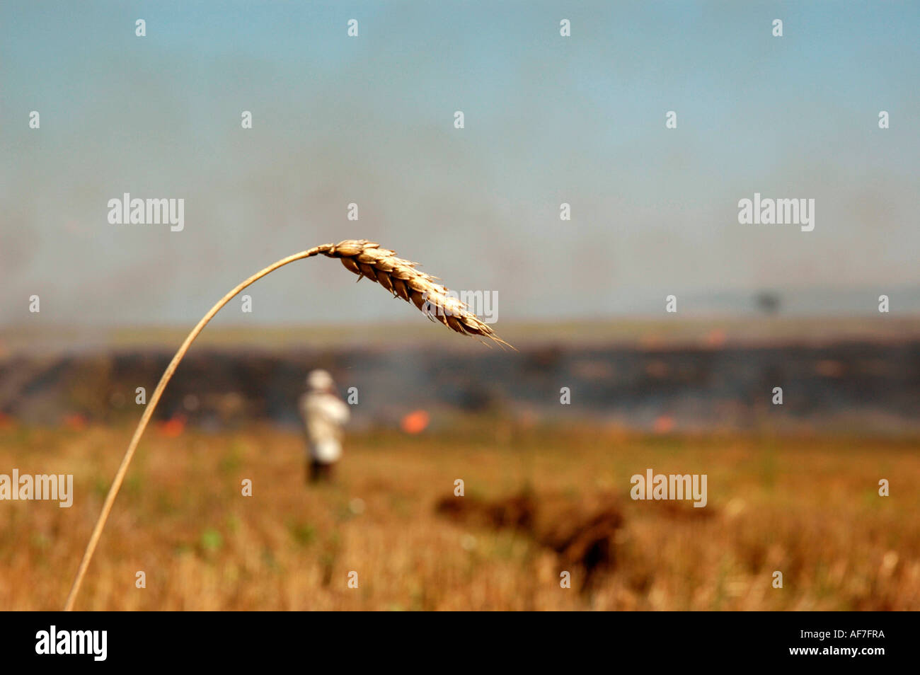 landscape man fire corn field Stock Photo - Alamy