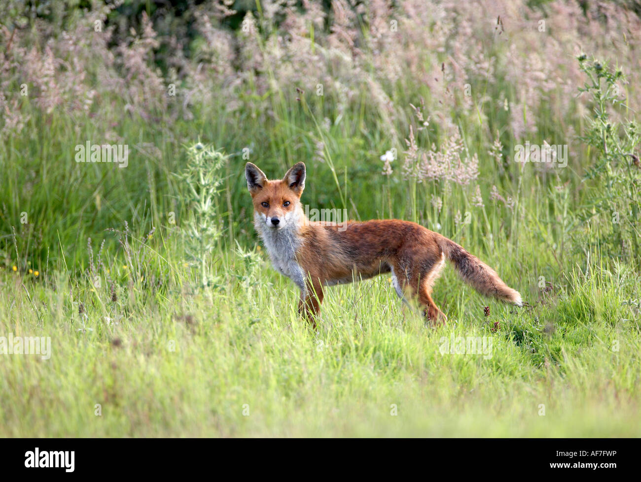 Red Fox patrolling territory (Vulpes vulpes Stock Photo - Alamy