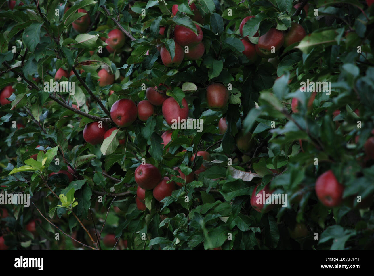Apfel apfelbaum hi-res stock photography and images - Alamy