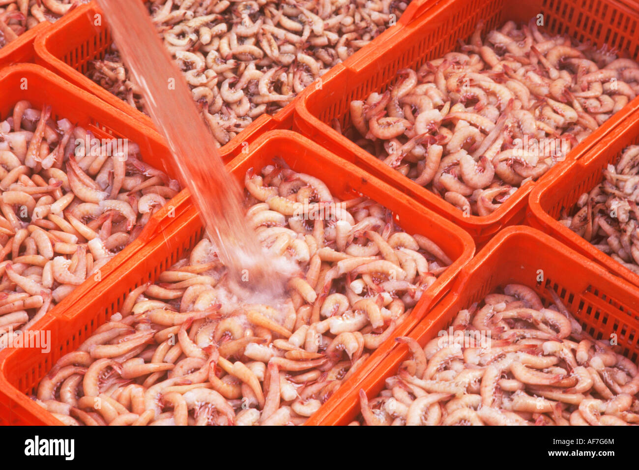 fishing boats wash their catch of shrimp Campeche Yucatan Peninsula ...