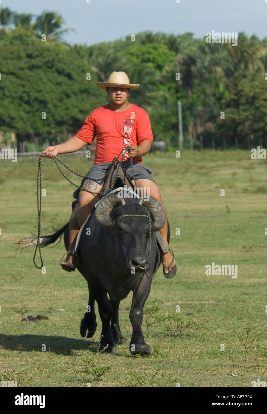 Buffalo rider Ilha de Marajó Pará Brazil Stock Photo - Alamy
