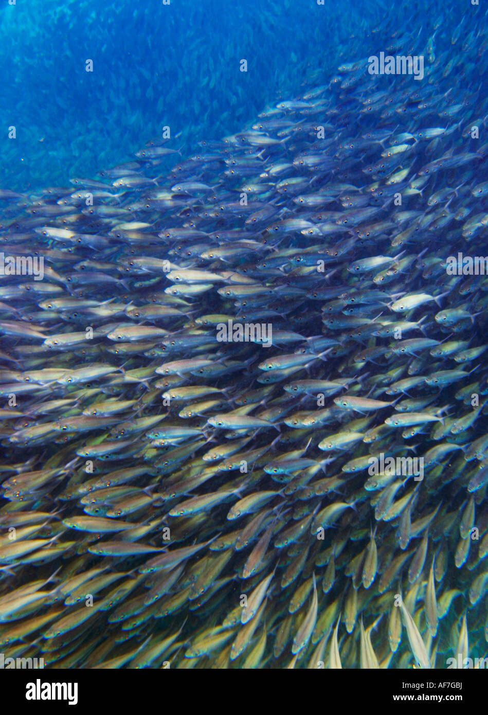 Shoal of bigeye scad fish (Selar crumenophthalmus), Akumal Bay ...