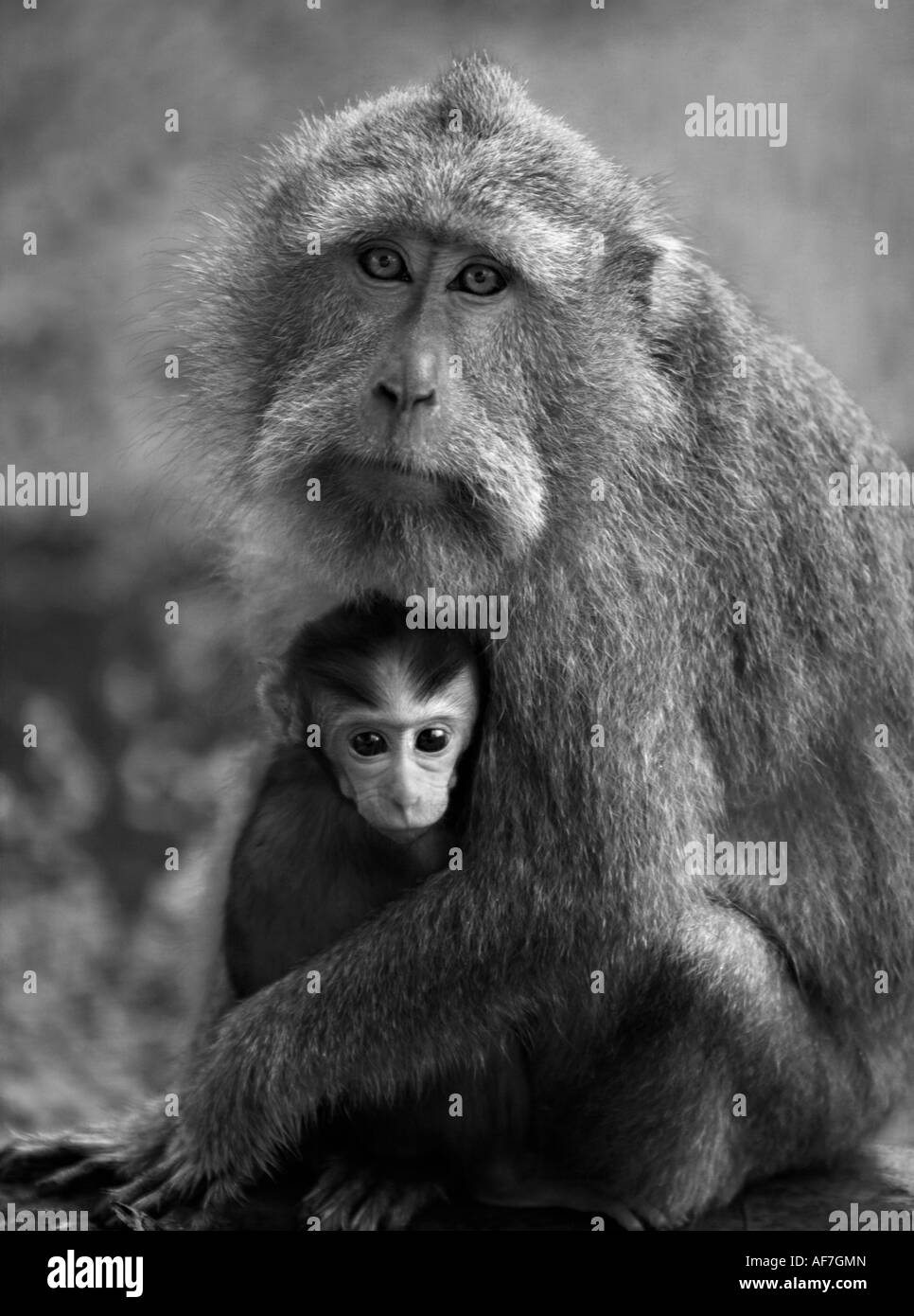 One monkey protects its baby Stock Photo - Alamy