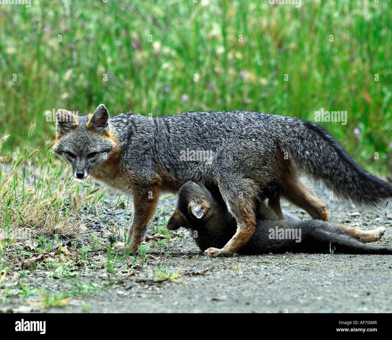 Gray fox (Urocyon cinereoargenteus) nursing kits Stock Photo - Alamy