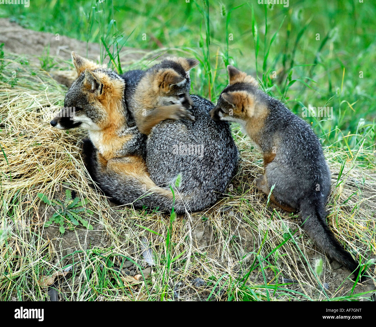Urocyon Cinereoargenteus Pups