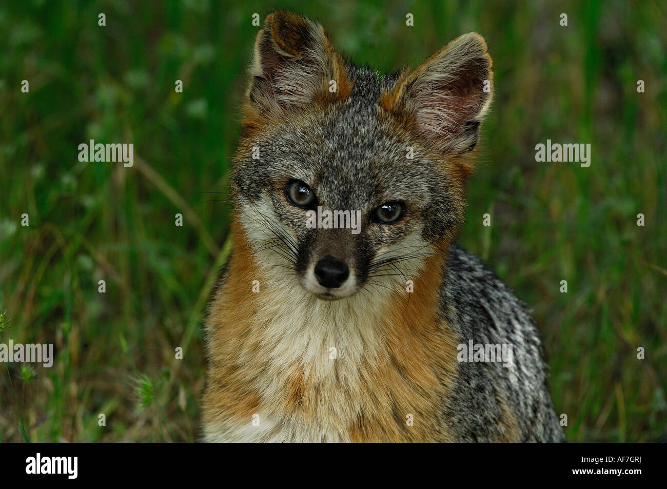 Gray fox (Urocyon cinereoargenteus), eye contact, portrait, observing ...