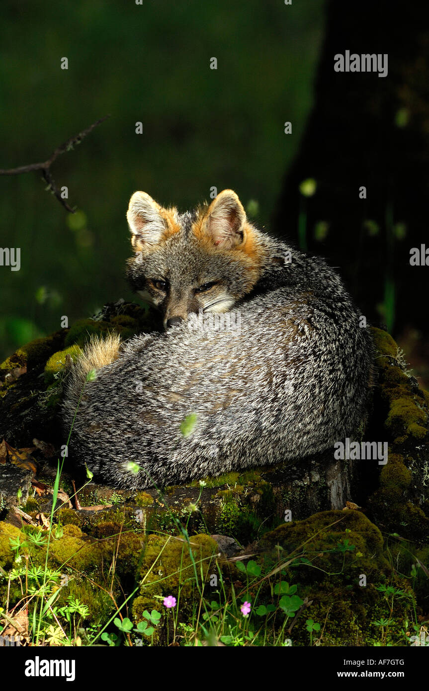 Gray fox (Urocyon cinereoargenteus), resting on top of old stump Stock ...