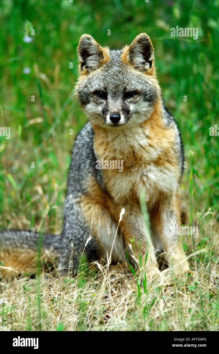 Gray fox (Urocyon cinereoargenteus), eye contact, portrait Stock Photo ...