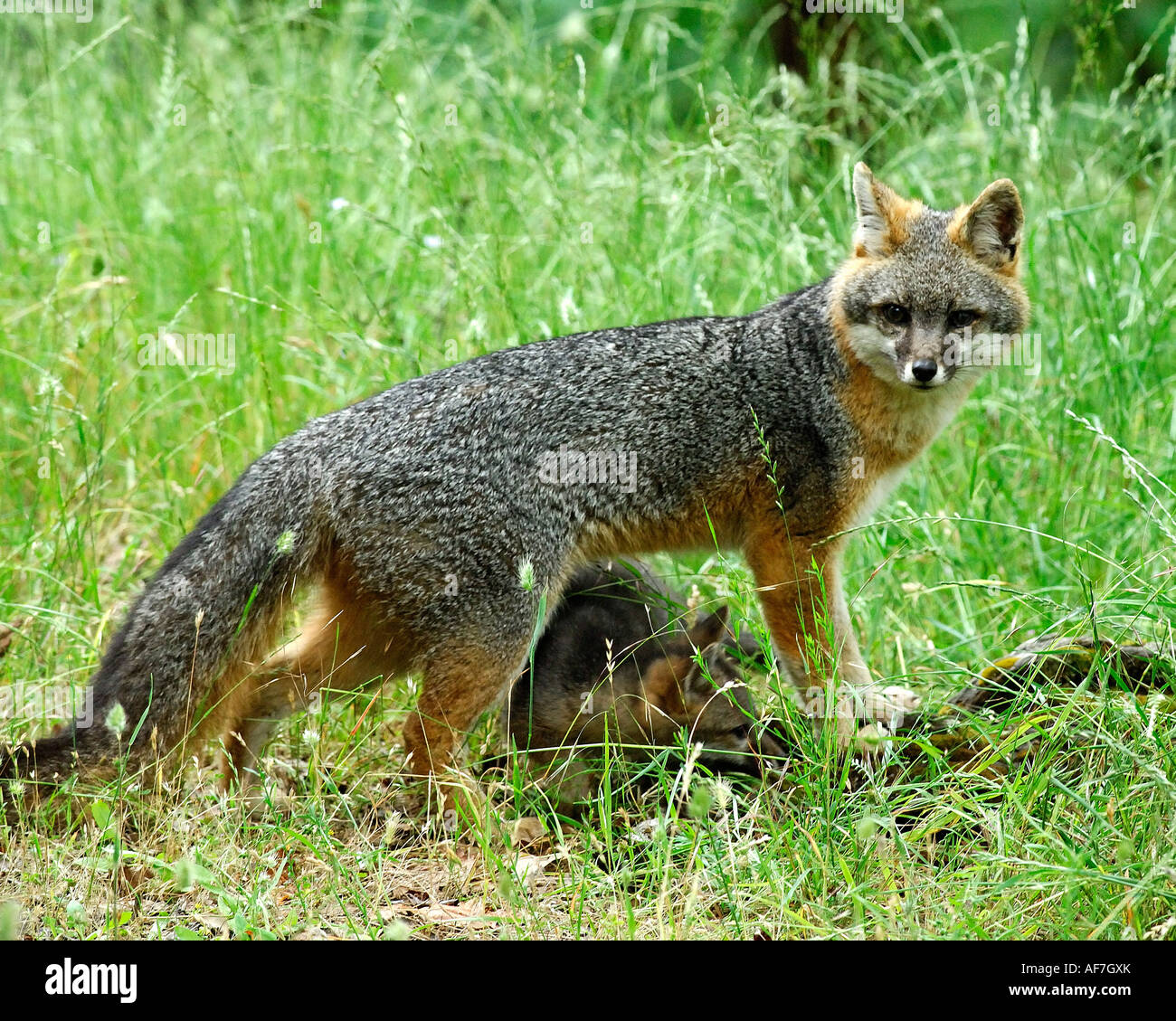 Gray fox (Urocyon cinereoargenteus), returning to den Stock Photo - Alamy