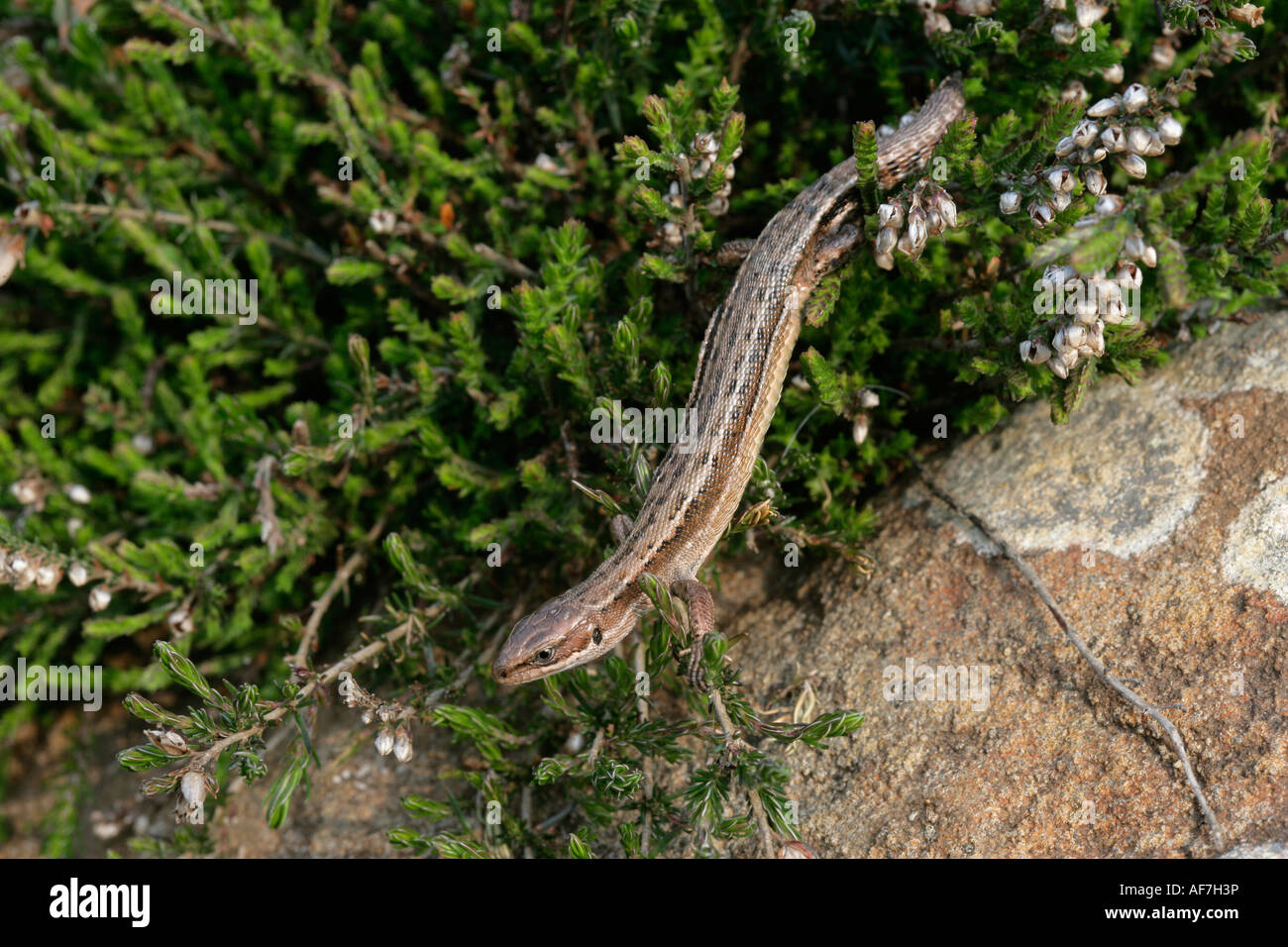 Common Lizard Lacerta vivipara Dorset Stock Photo - Alamy
