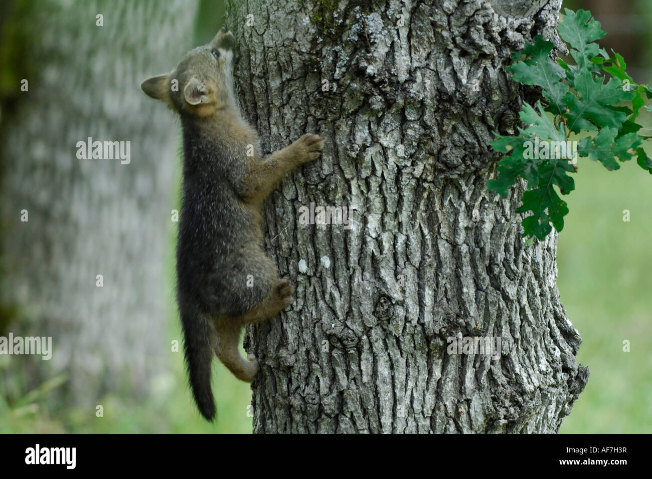 Gray fox (Urocyon cinereoargenteus) kit climbing tree Stock Photo - Alamy