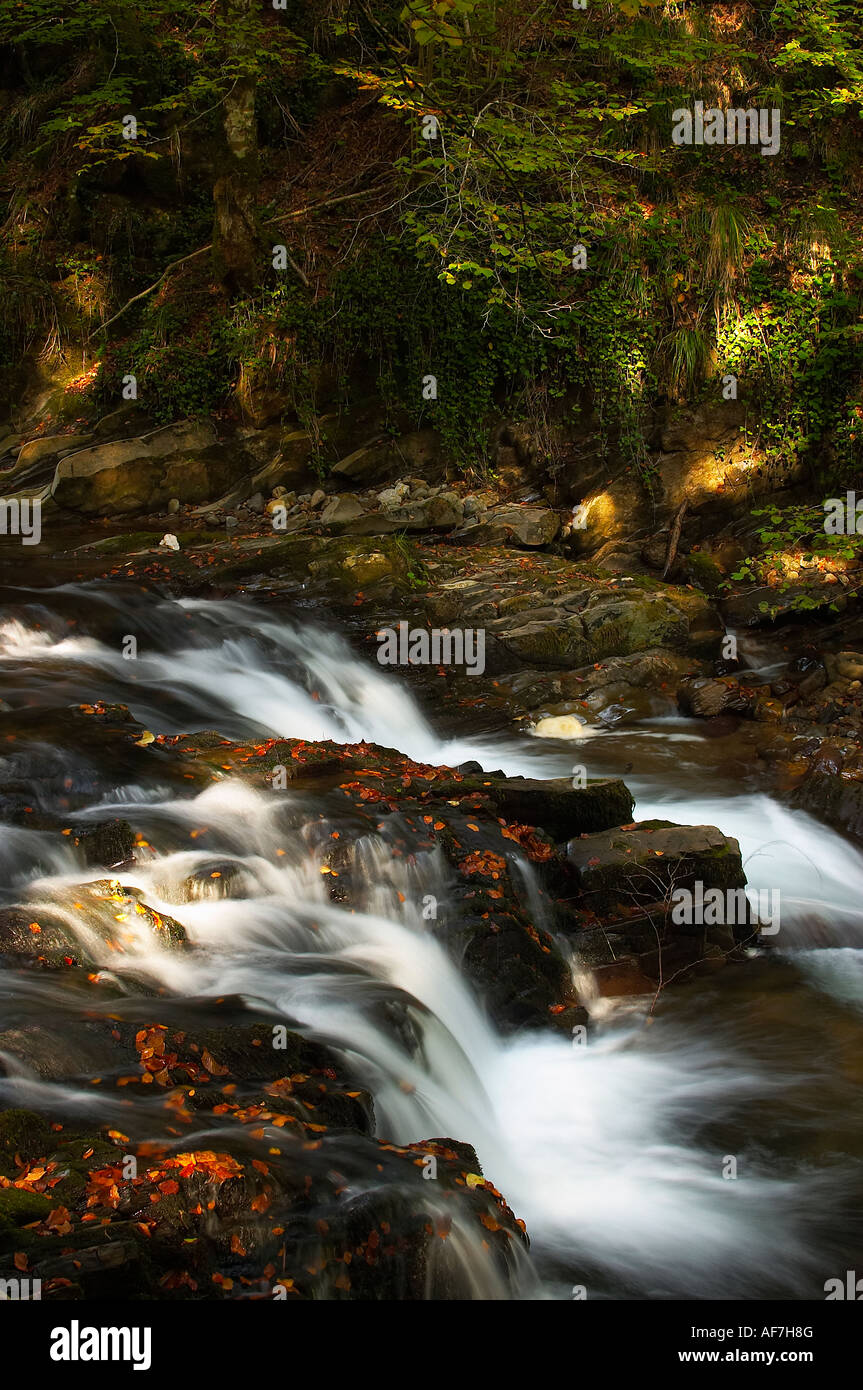 Selva de Irati Francia. Iraty Forest, France Stock Photo - Alamy