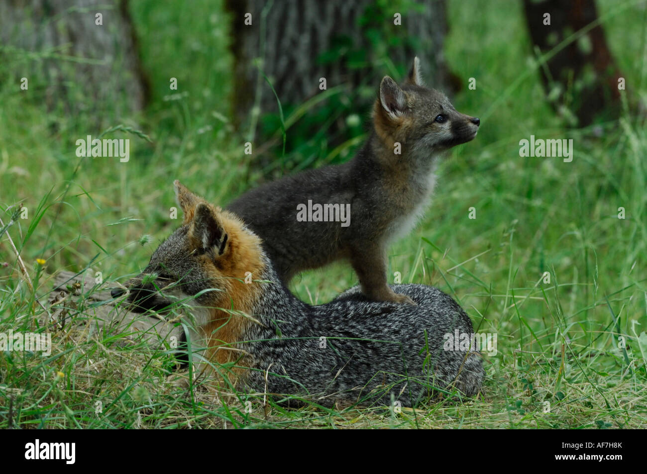 Gray fox (Urocyon cinereoargenteus) adult with young kit Stock Photo ...