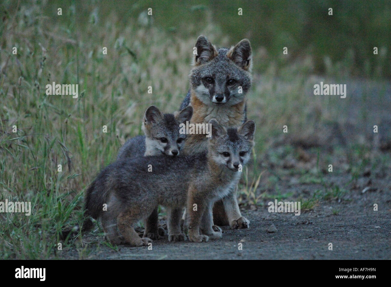 Parent kit foxes hi-res stock photography and images - Alamy