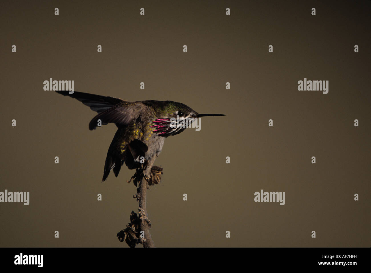 Calliope hummingbirds hi-res stock photography and images - Alamy