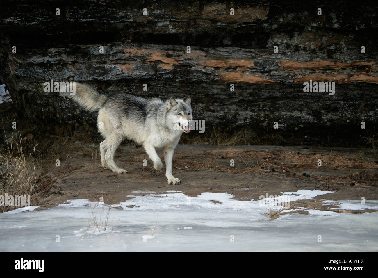 Grey wolf hi-res stock photography and images - Alamy