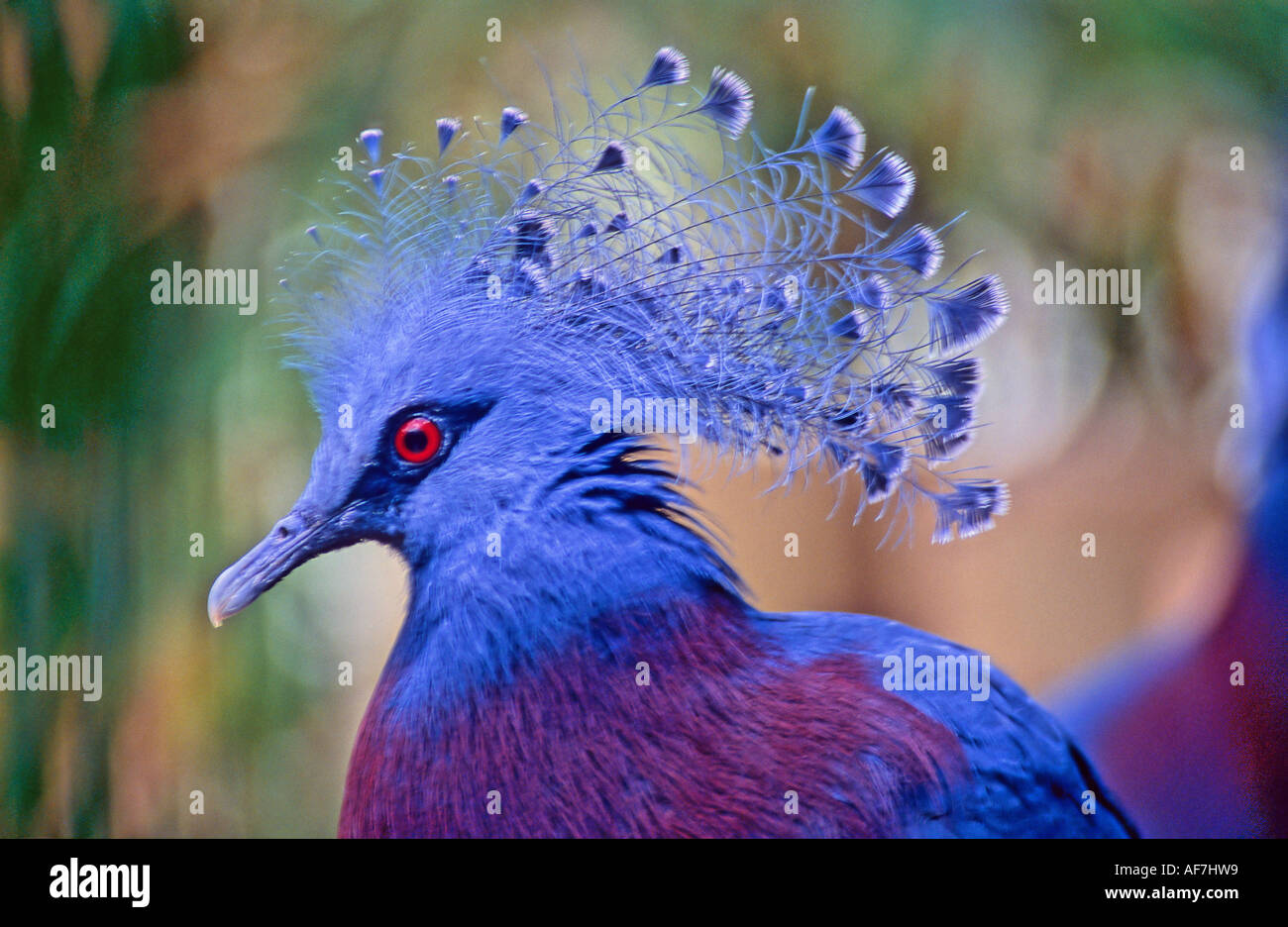 Blue Crowned Pigeon