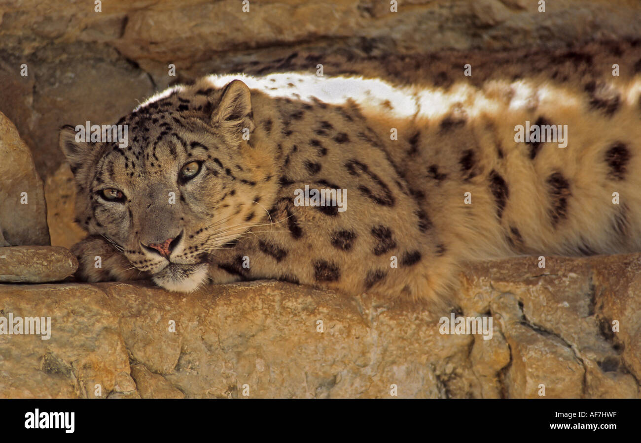 Snow Leopard taking a rest at San Antonio Zoo, in Texas, USA Stock ...