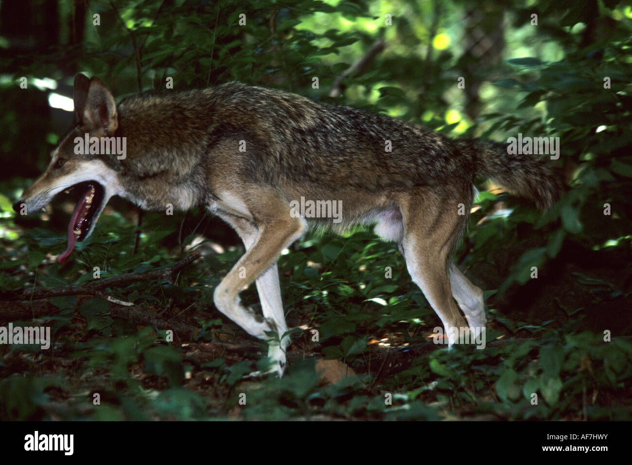 Red wolf (Canis rufus), captive breeding program, walking through ...
