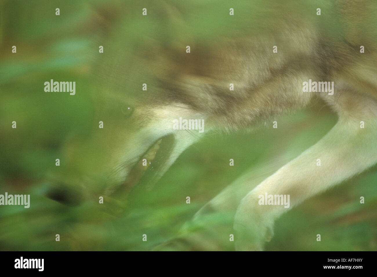 Endangered red wolf canis rufus hi-res stock photography and images - Alamy