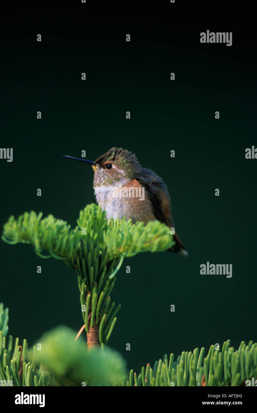 Female rufous hummingbird (Selasphorus rufus Stock Photo - Alamy