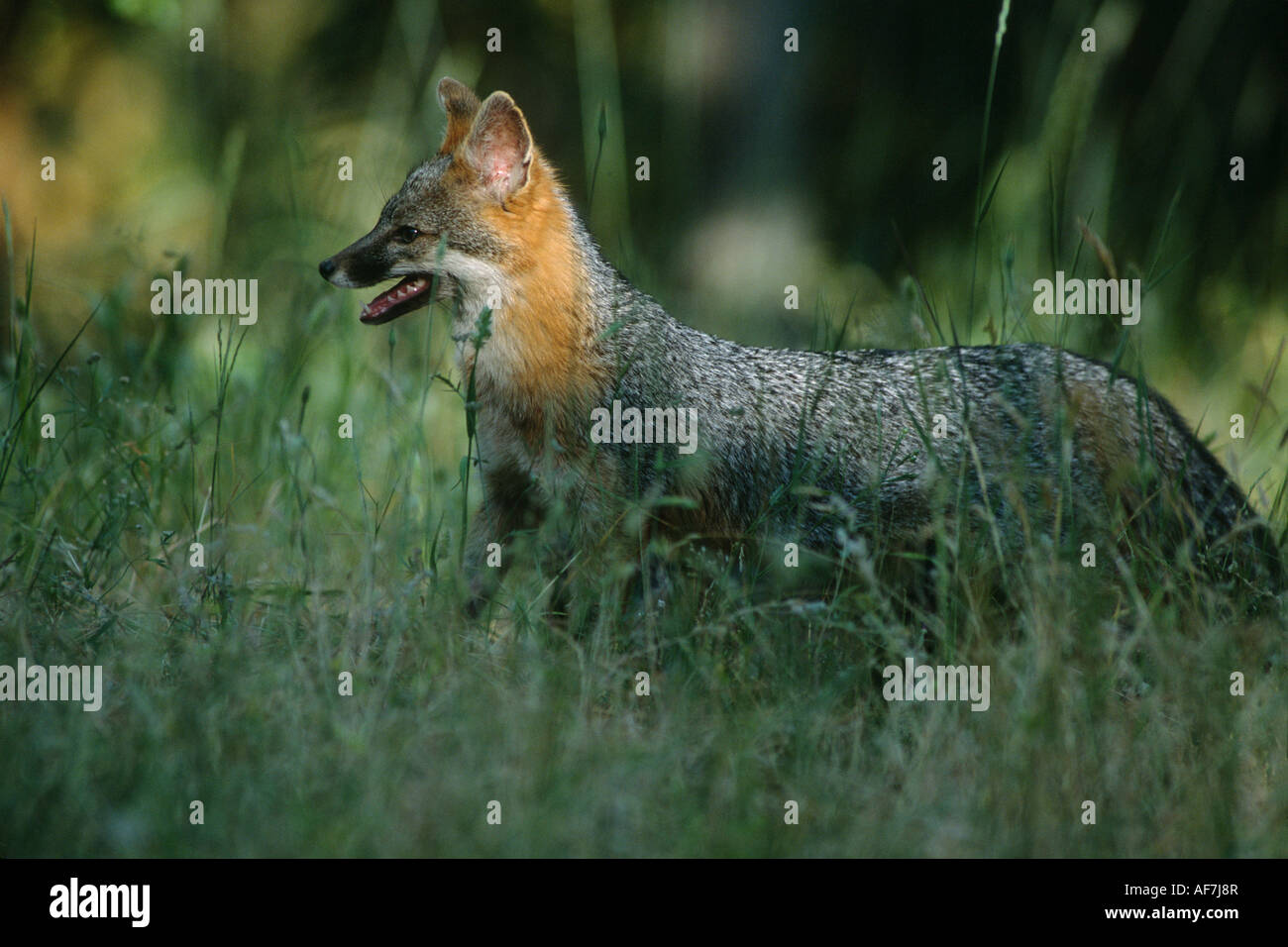Gray fox (Urocyon cinereoargenteus), returning to den site Stock Photo ...
