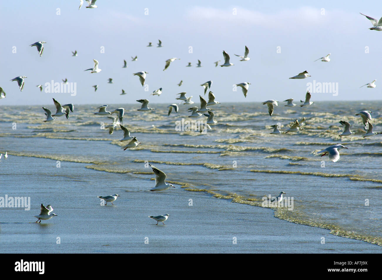 Flock of gulls flying over waves Stock Photo - Alamy