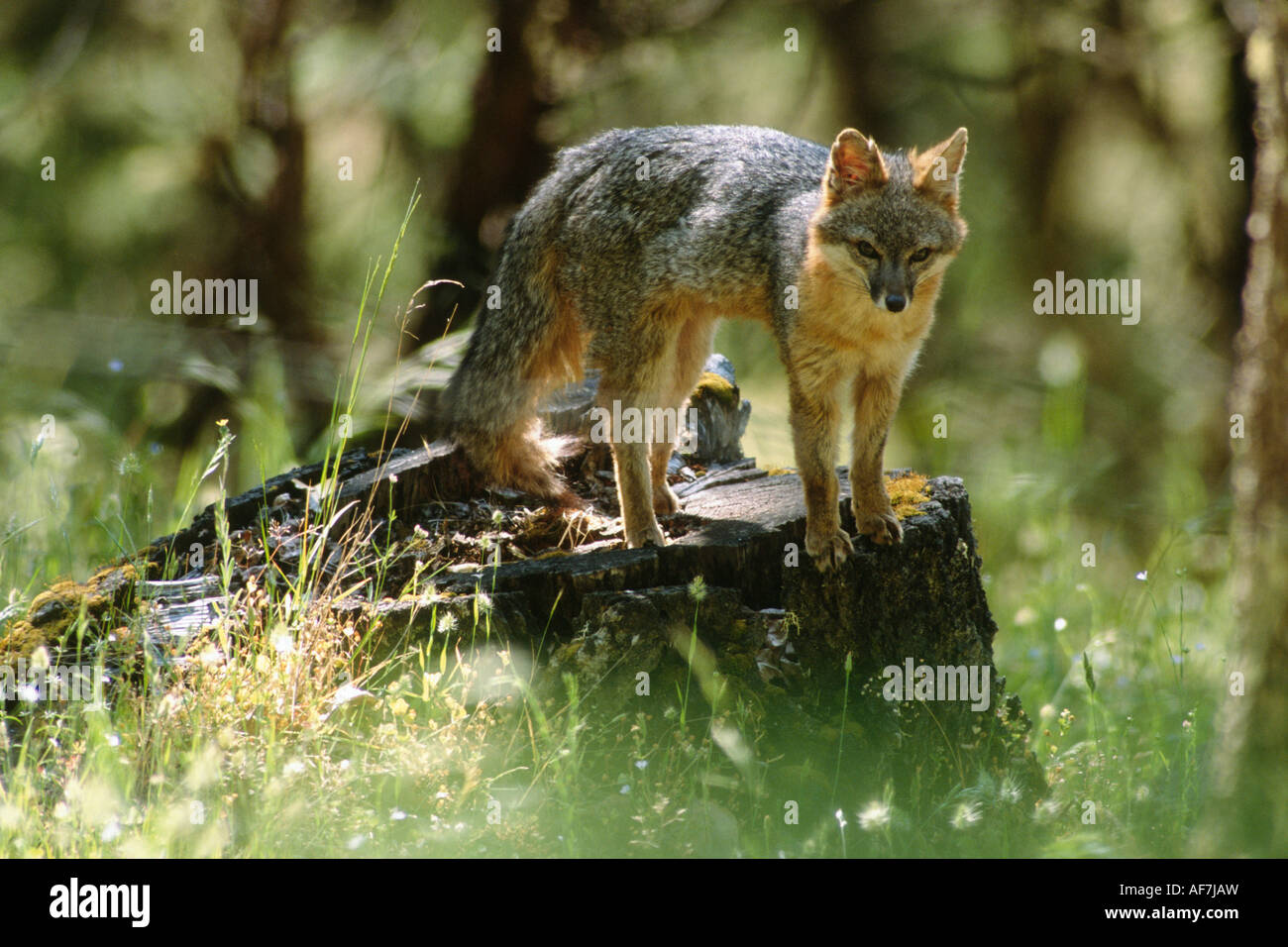 Gray fox (Urocyon cinereoargenteus), standing on old stump with forest ...