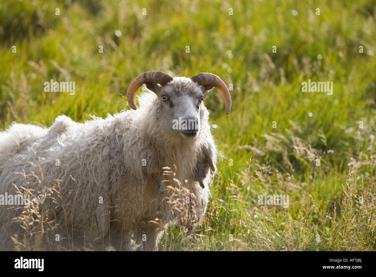 Icelandic ram hi-res stock photography and images - Alamy