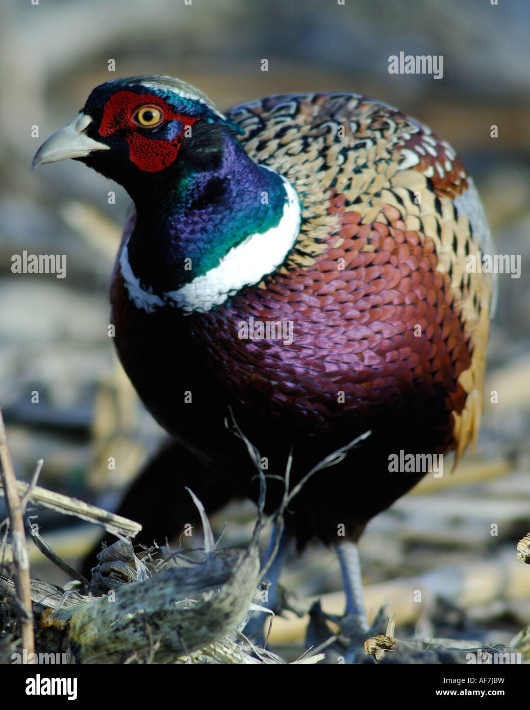 Ring necked pheasants hi-res stock photography and images - Alamy