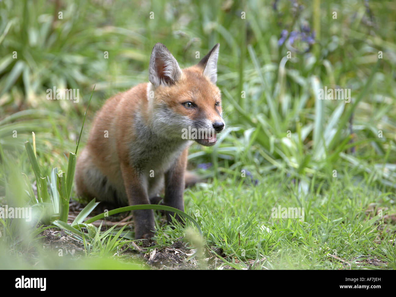 Red fox cub eat hi-res stock photography and images - Alamy