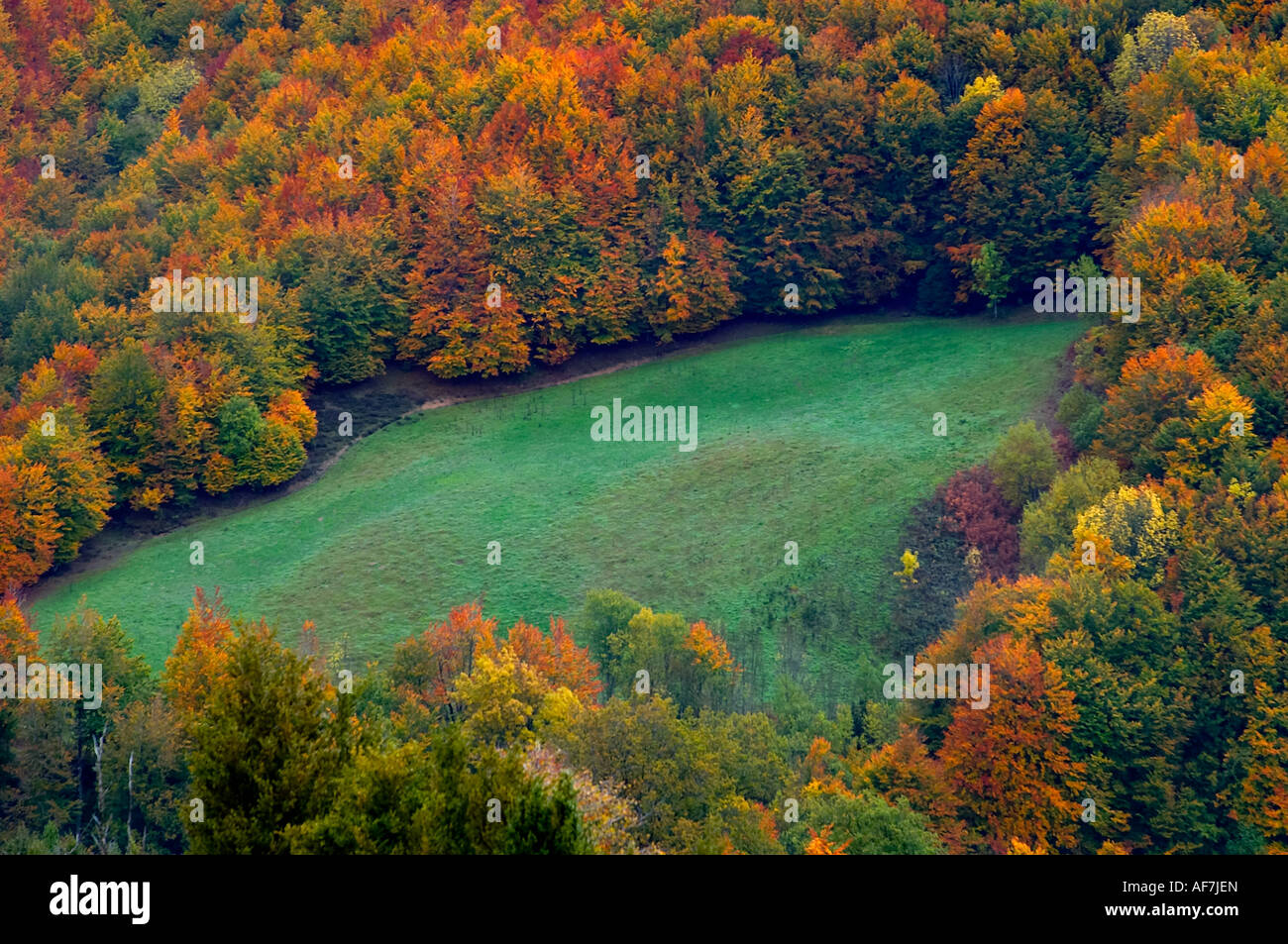 Hoja de campo hi-res stock photography and images - Alamy