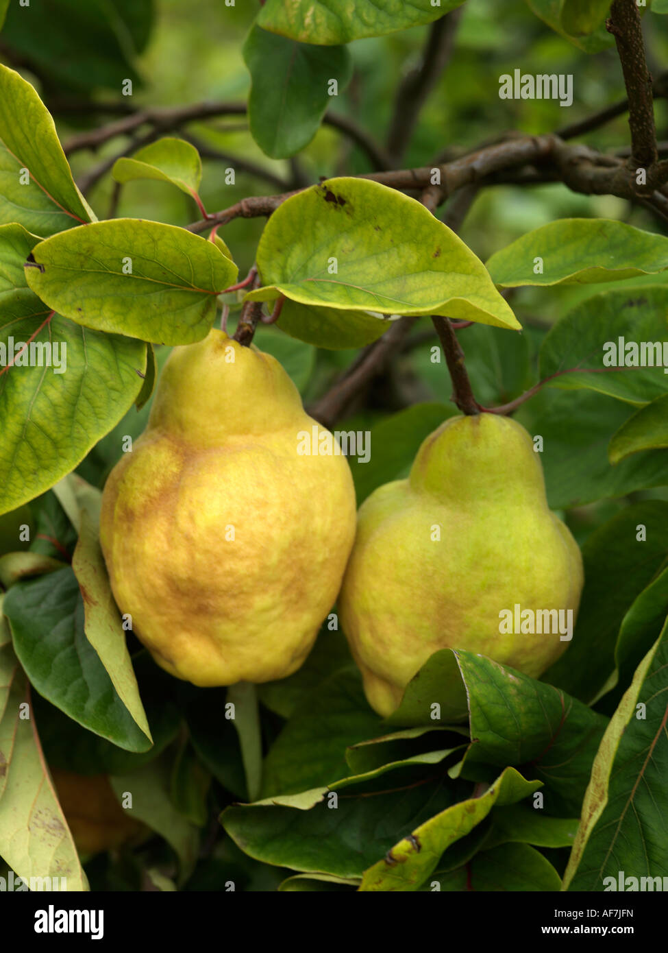 Quince Growing on a tree Stock Photo - Alamy