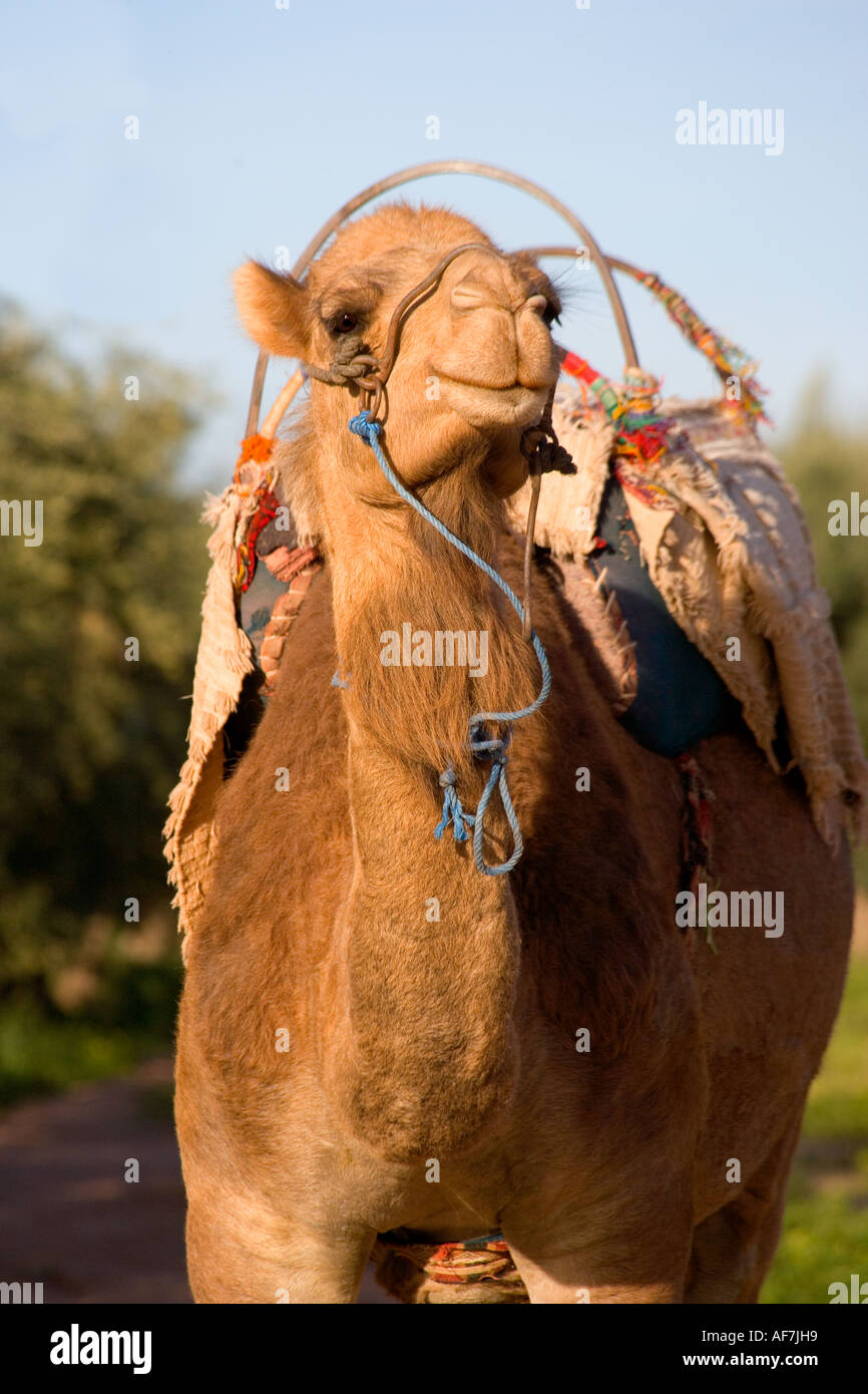 Camel rental hi-res stock photography and images - Alamy