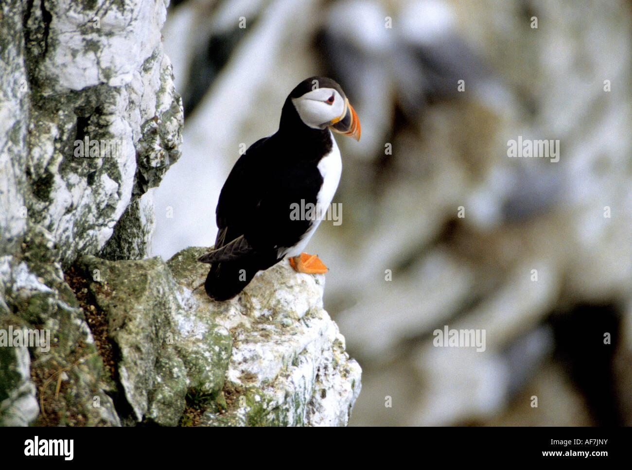 Puffin on the Cliffs at Bempton, East Yorkshire, England, UK Stock ...