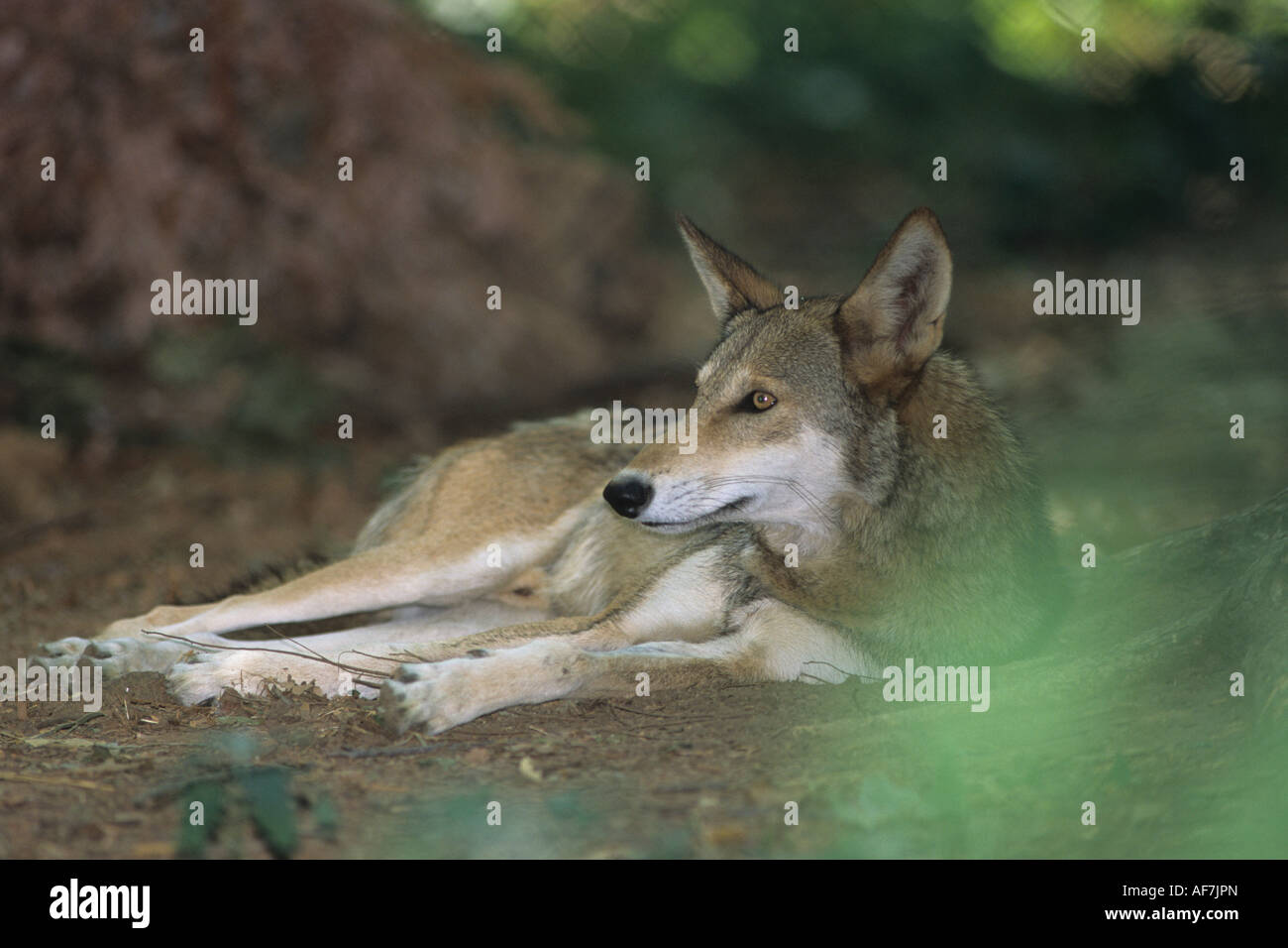 Endangered red wolf canis rufus hi-res stock photography and images - Alamy