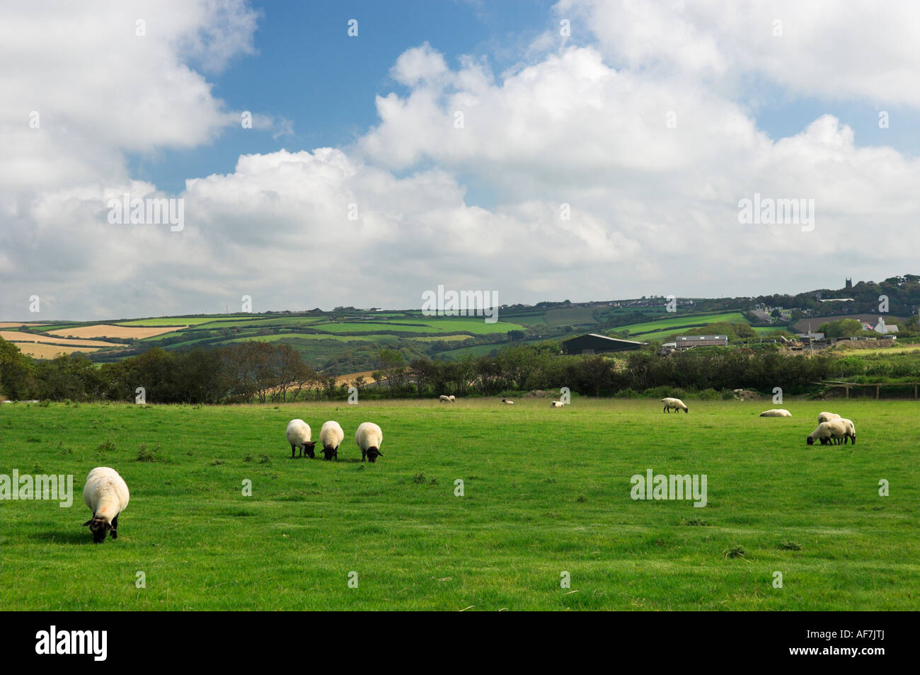 Countryside landscape fields North Cornwall west country near Bude ...