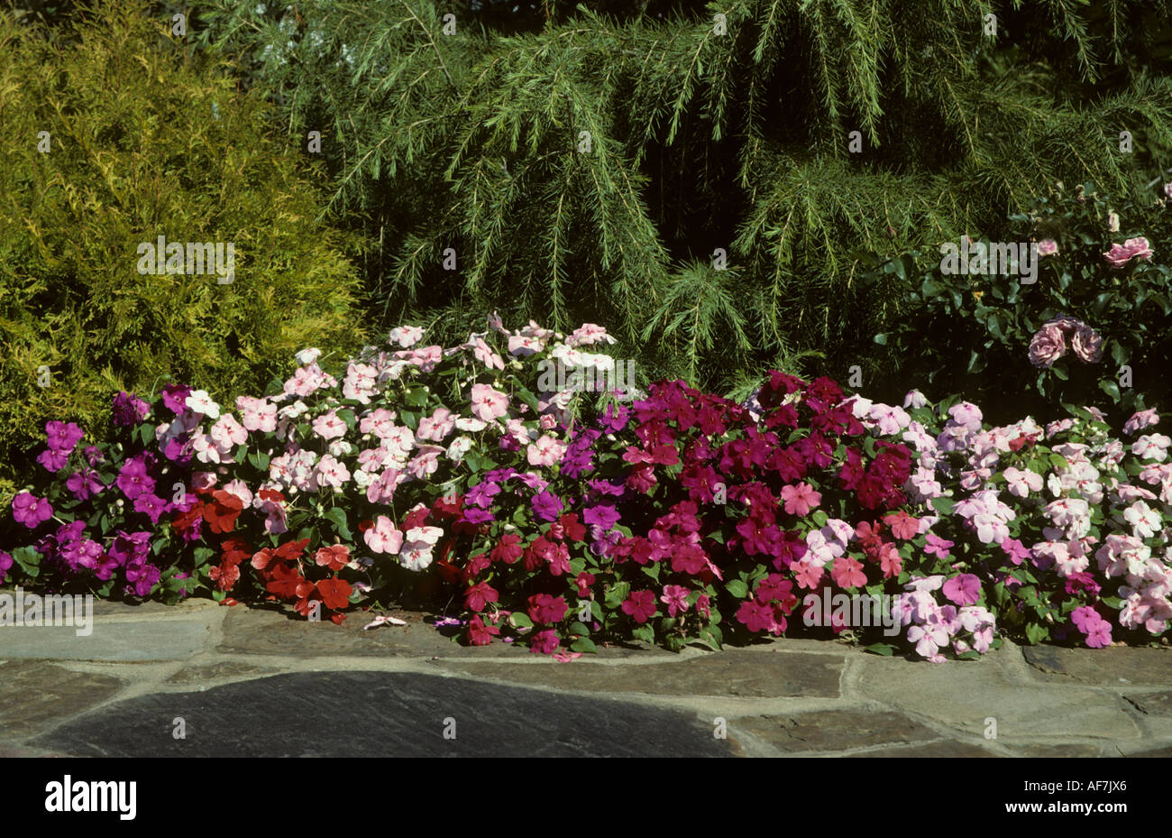busy lizzies in a summer herbaceous border Stock Photo - Alamy