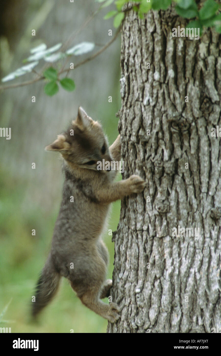 Gray fox (Urocyon cinereoargenteus) kit climbing tree Stock Photo - Alamy