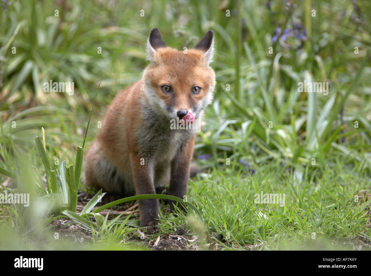 Red Fox Cub licking lips (Vulpes vulpes Stock Photo - Alamy