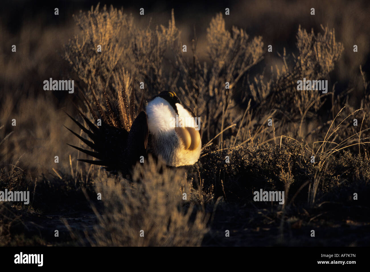 Greater sage-grouse (Centrocercus urophasianus Stock Photo - Alamy