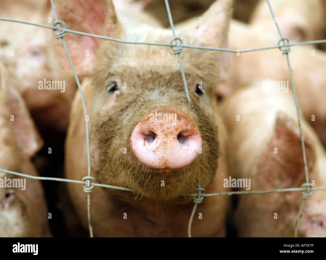 Pig farming italy hi-res stock photography and images - Alamy