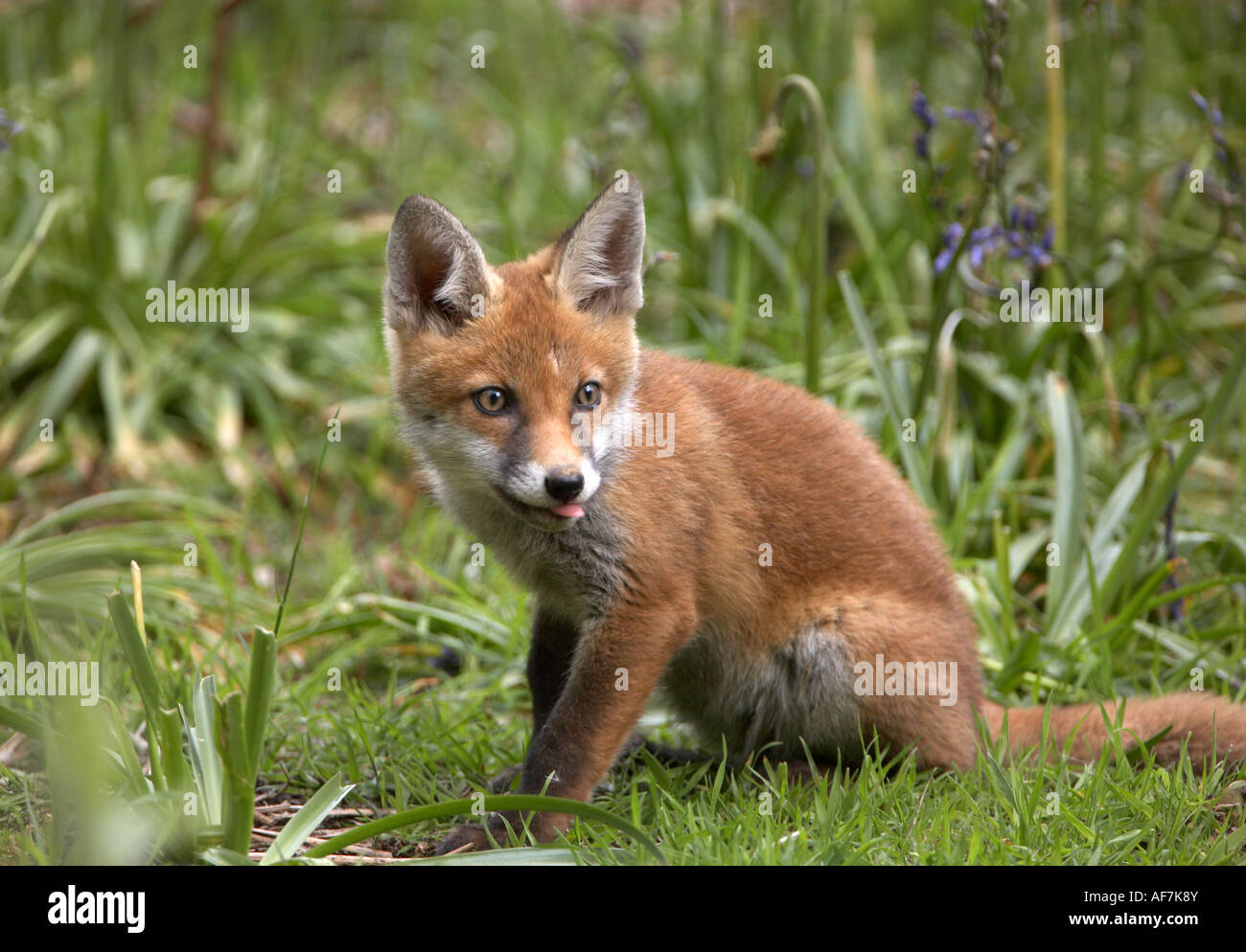 Fox Cub Eating High Resolution Stock Photography and Images - Alamy