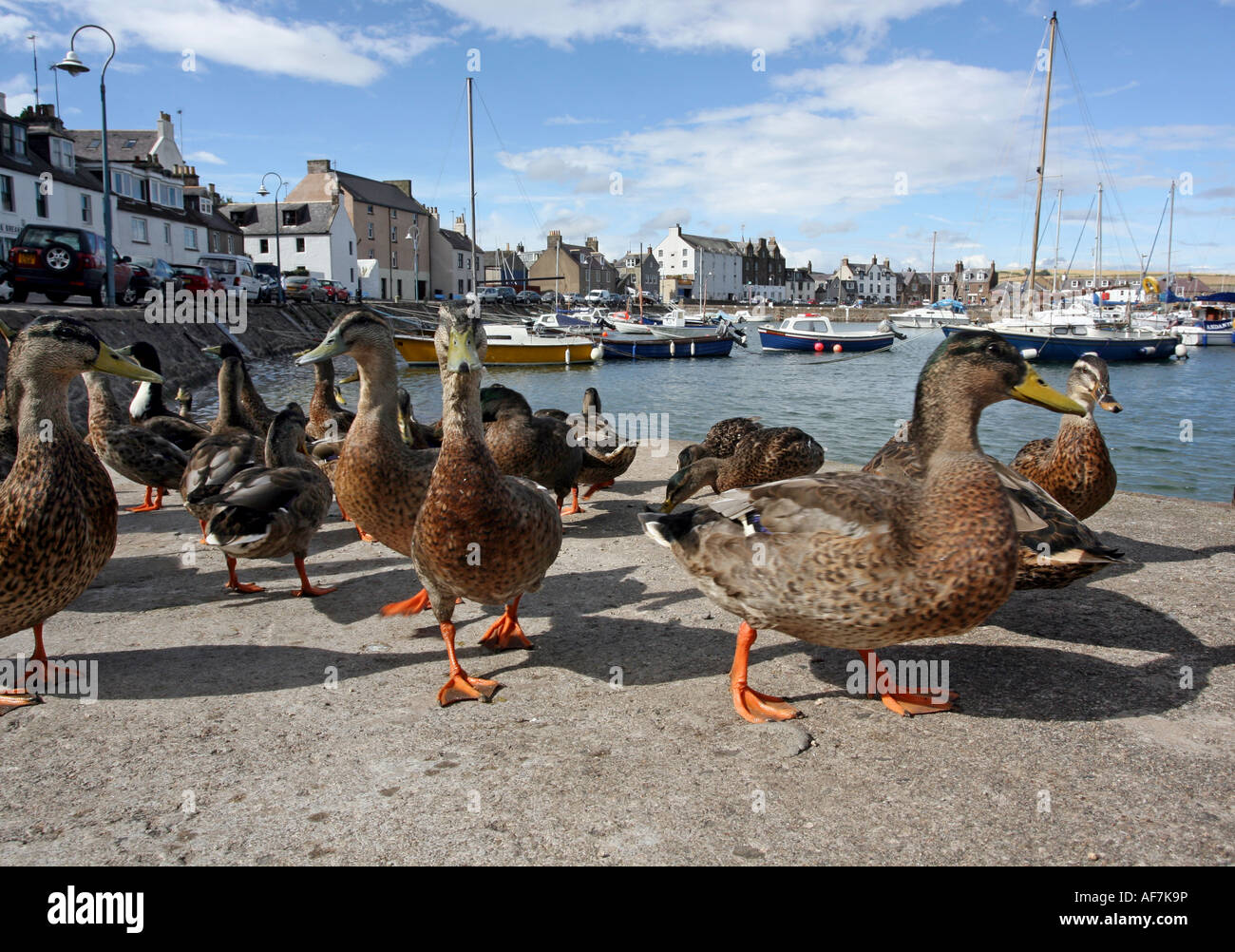 Scottish ducks hi-res stock photography and images - Alamy