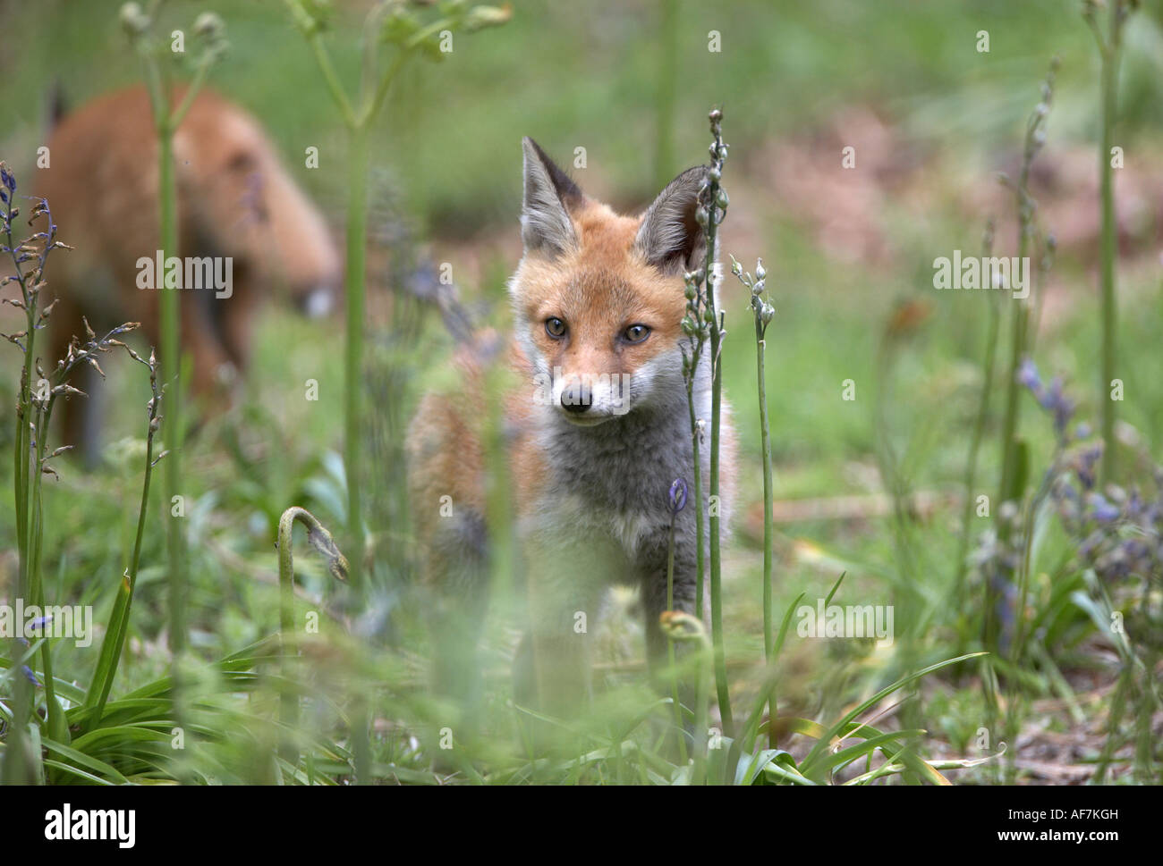 Red Fox Cub (Vulpes vulpes Stock Photo - Alamy